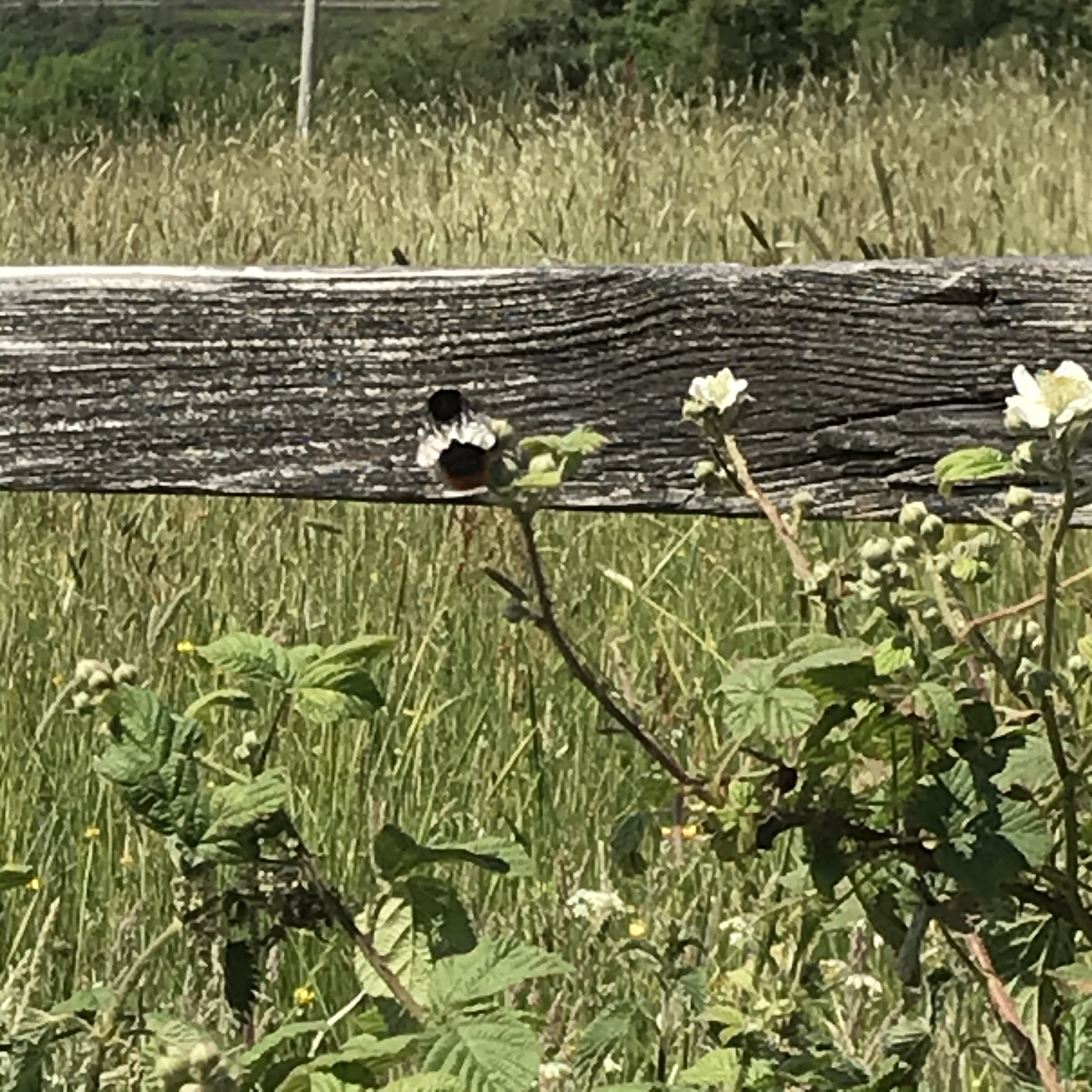 Ethan Hindle | Jade Alana Art